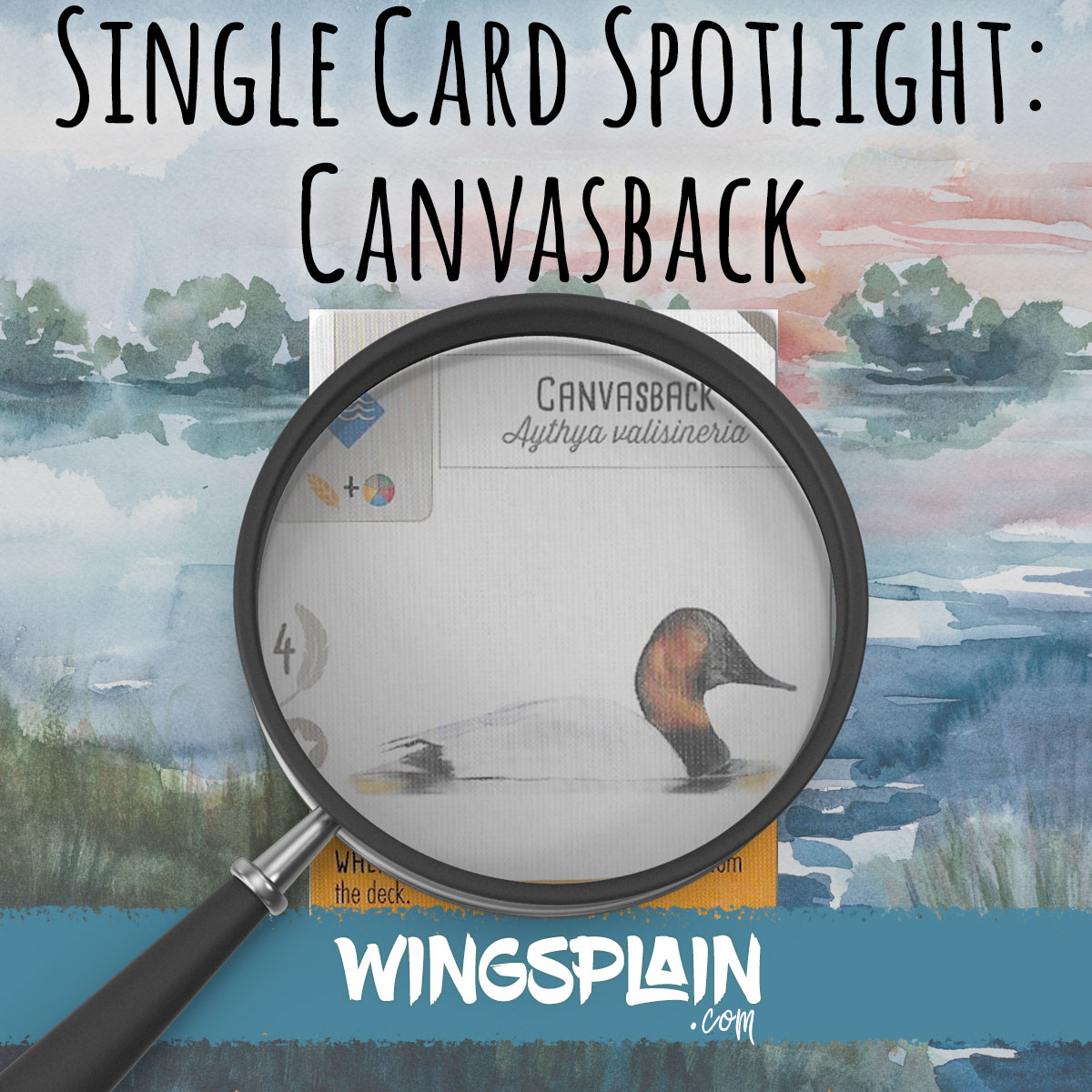 Single Wingspan Card Strategy: Canvasback • Wingsplain
