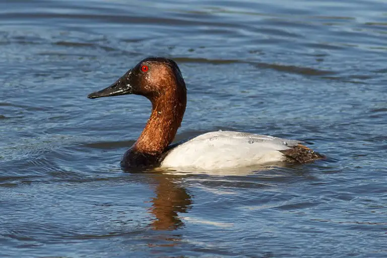 Single Wingspan Card Strategy: Canvasback • Wingsplain
