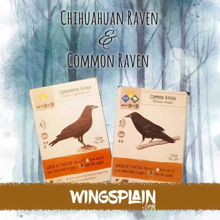 Chihuahuan Raven and Common Raven in Wingspan • Wingsplain