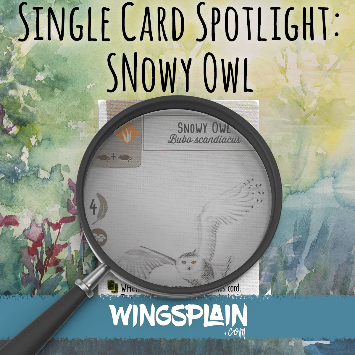 Single Wingspan Card Strategy: Snowy Owl • Wingsplain